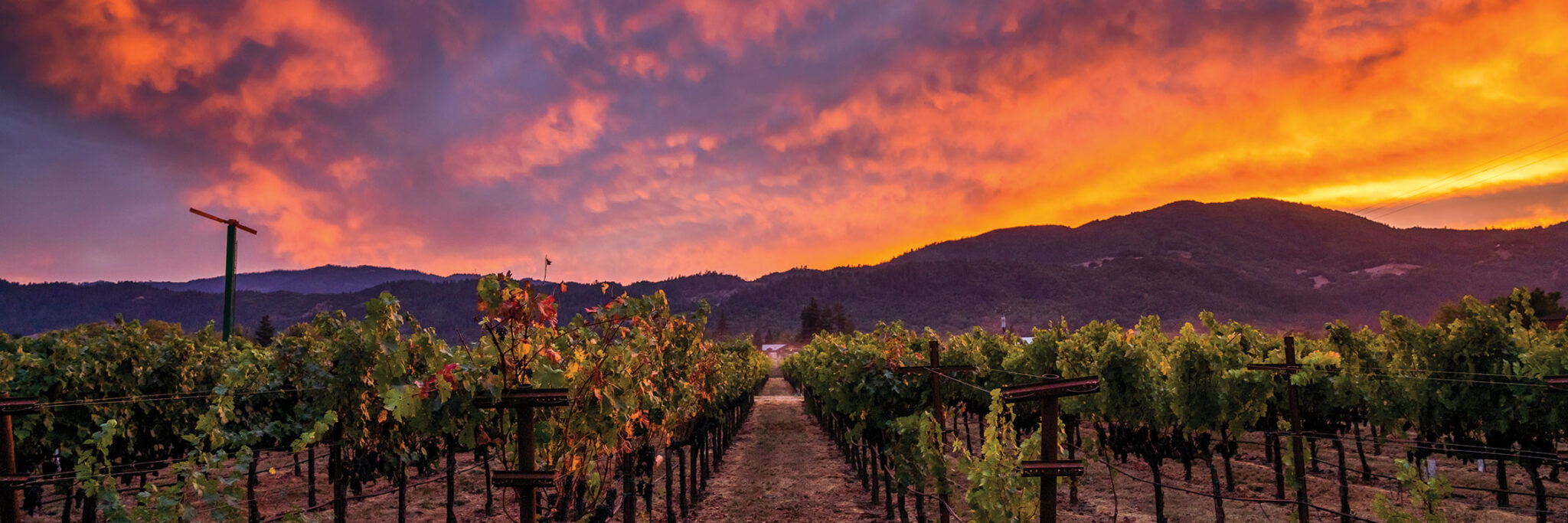 Sequoia Grove Winery | Napa Valley Chardonnay | Kobrand Wine & Spirits