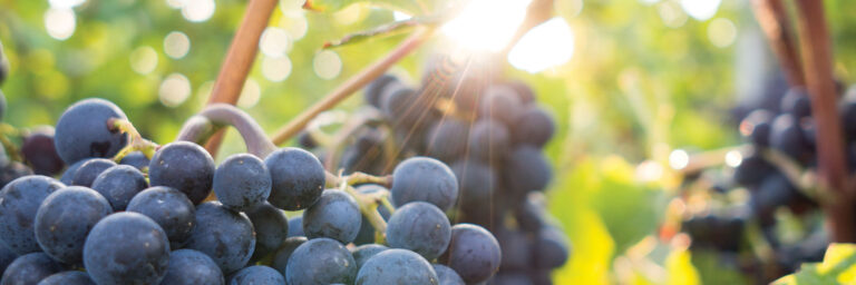 Rosé – Kobrand Wine & Spirits