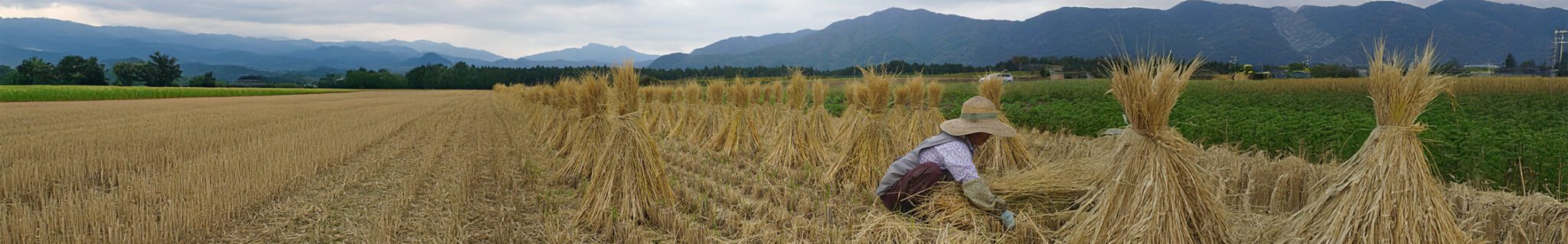 Watari Bune – Kobrand Wine & Spirits