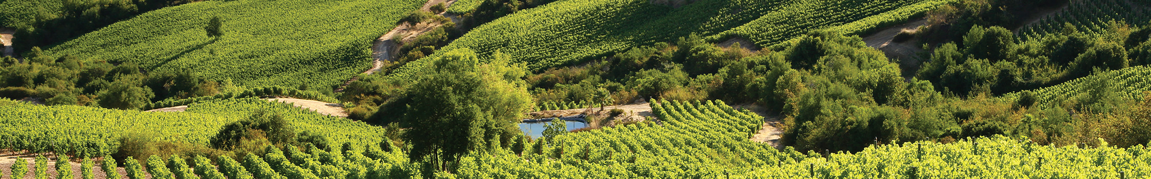 Montes – Kobrand Wine & Spirits